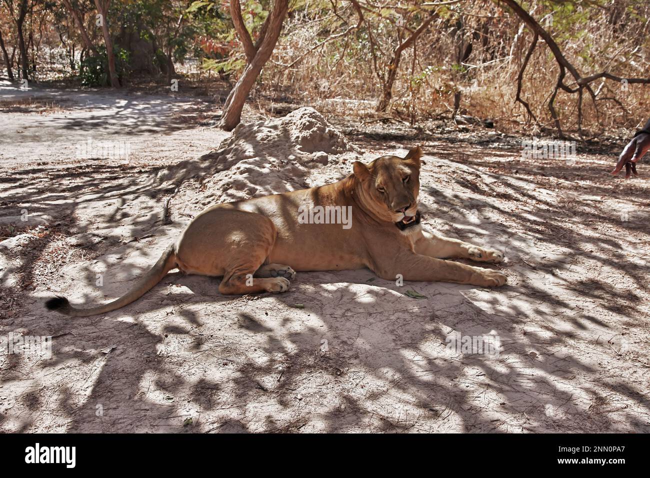 Lion in Fathala wildlife reserve, Zoo in Senegal, West Africa Stock ...