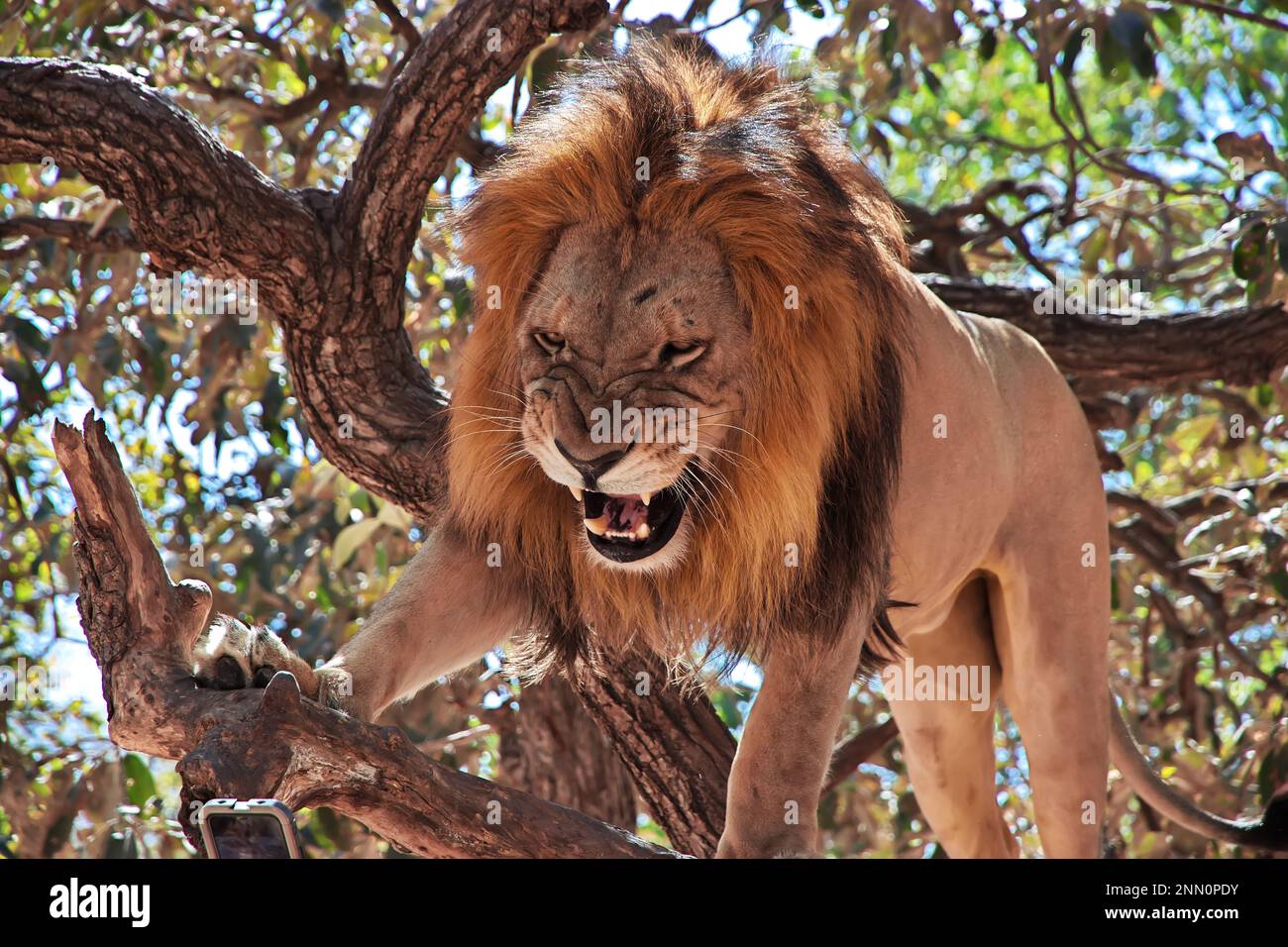Lion in Fathala wildlife reserve, Zoo in Senegal, West Africa Stock ...