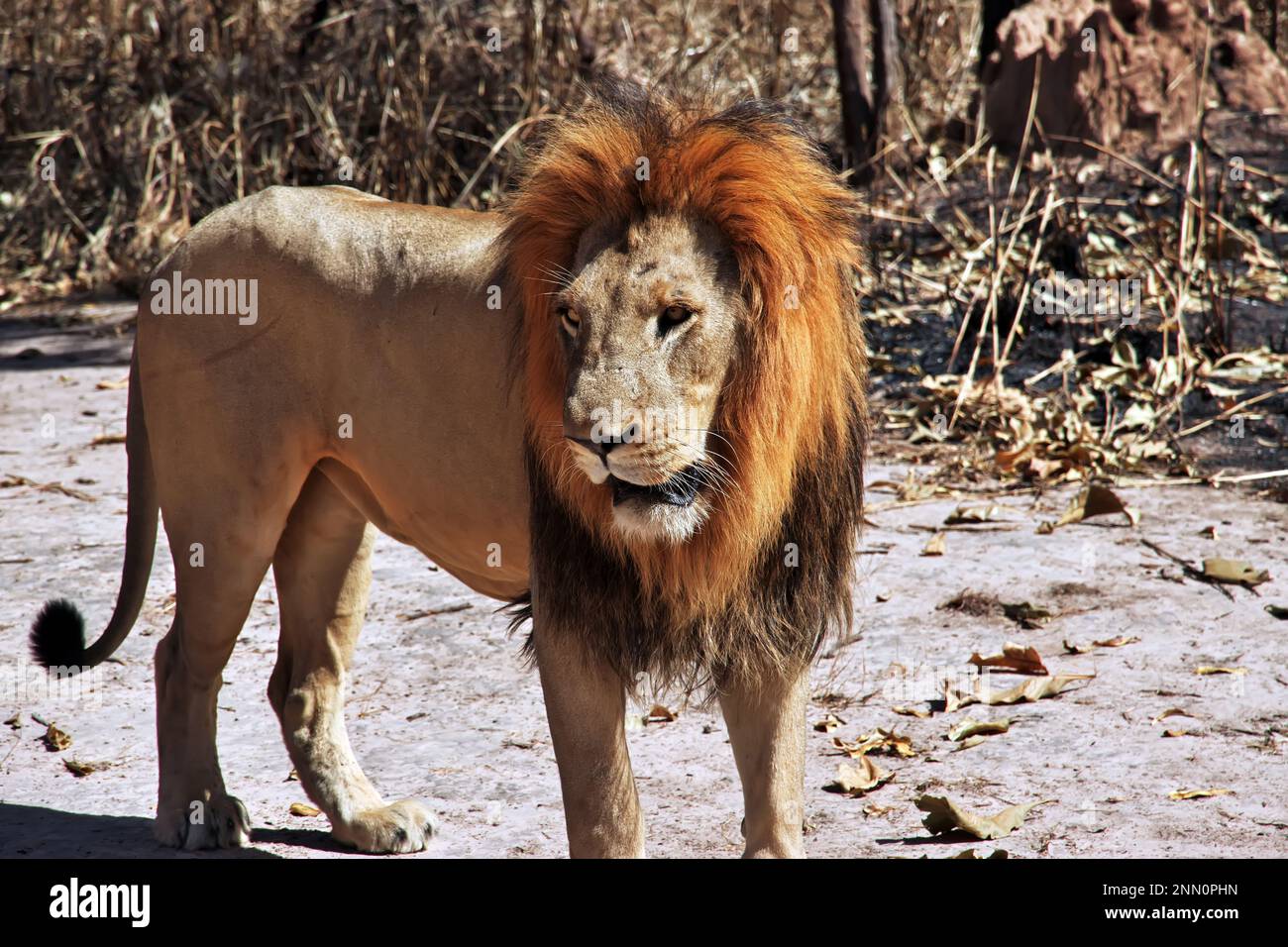 Lion in Fathala wildlife reserve, Zoo in Senegal, West Africa Stock ...