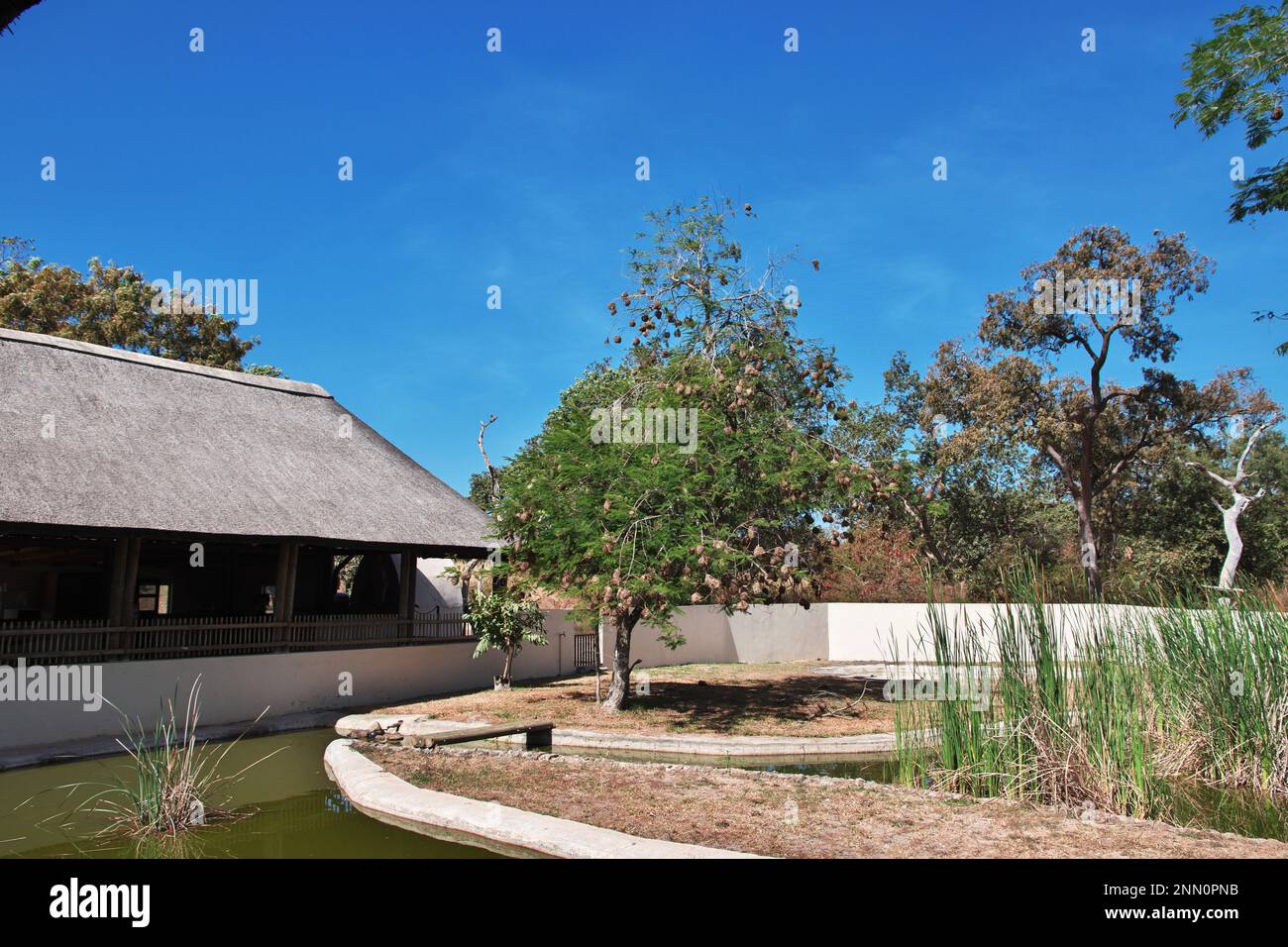 Nest of birds in Fathala wildlife reserve, Zoo in Senegal, West Africa ...