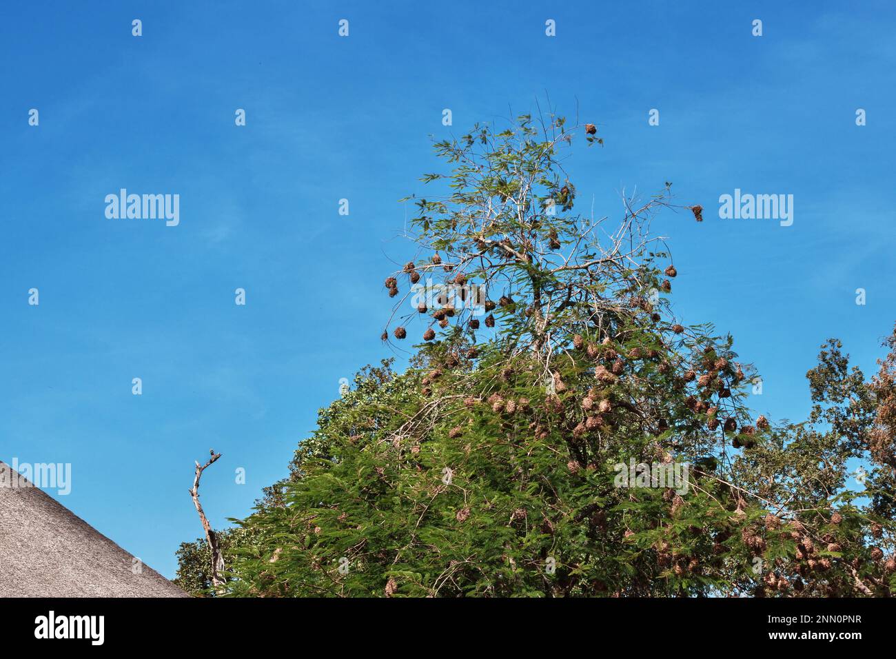 Nest of birds in Fathala wildlife reserve, Zoo in Senegal, West Africa ...