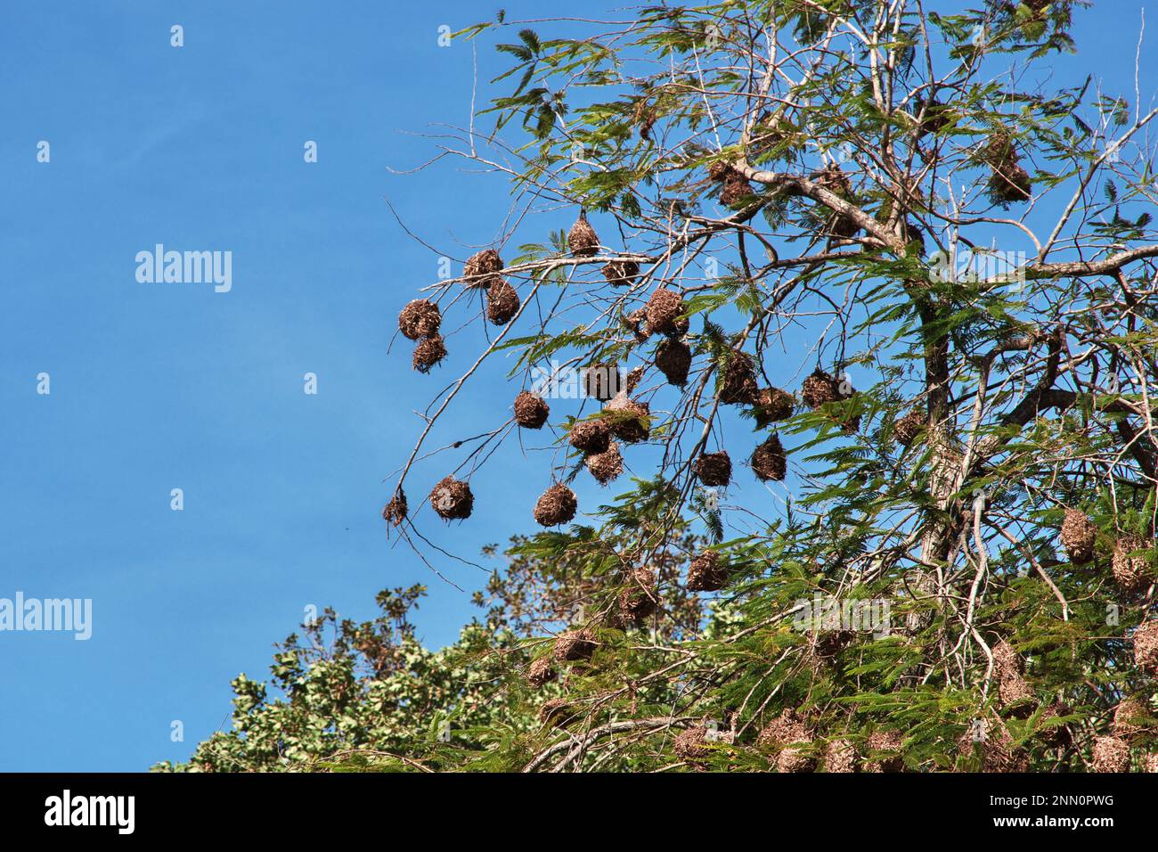 Nest of birds in Fathala wildlife reserve, Zoo in Senegal, West Africa ...