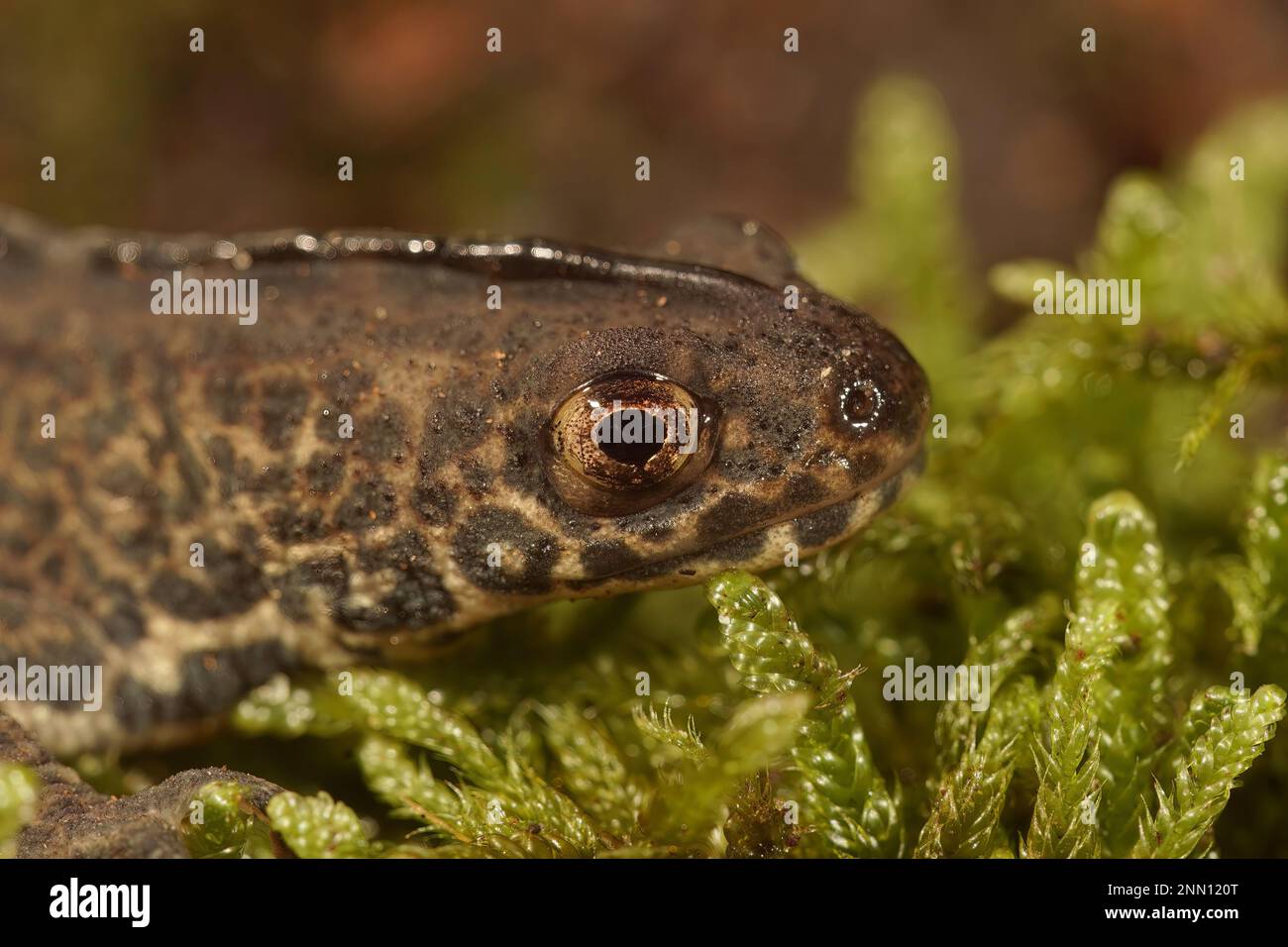 Green banded tailed hi-res stock photography and images - Alamy