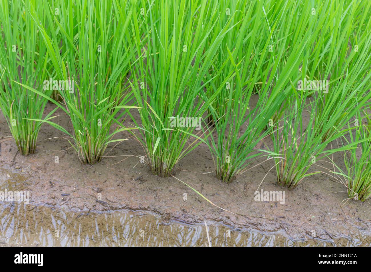 Summer view of countryside rice paddy field. Kanazawa, Japan Stock ...