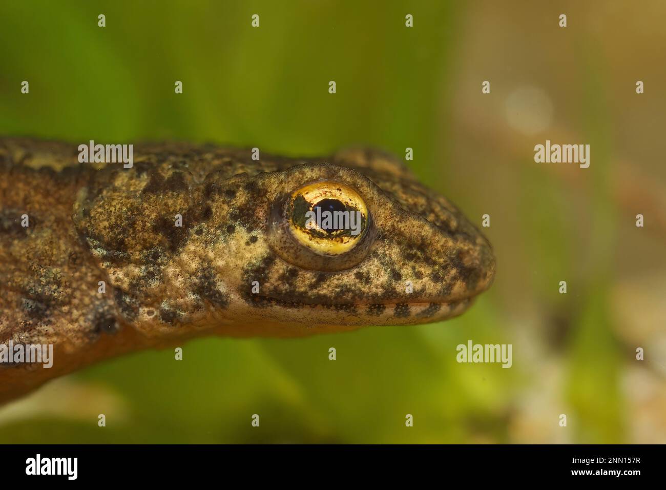 Closeup on the head and briiliant yellow eye of an adult European ...