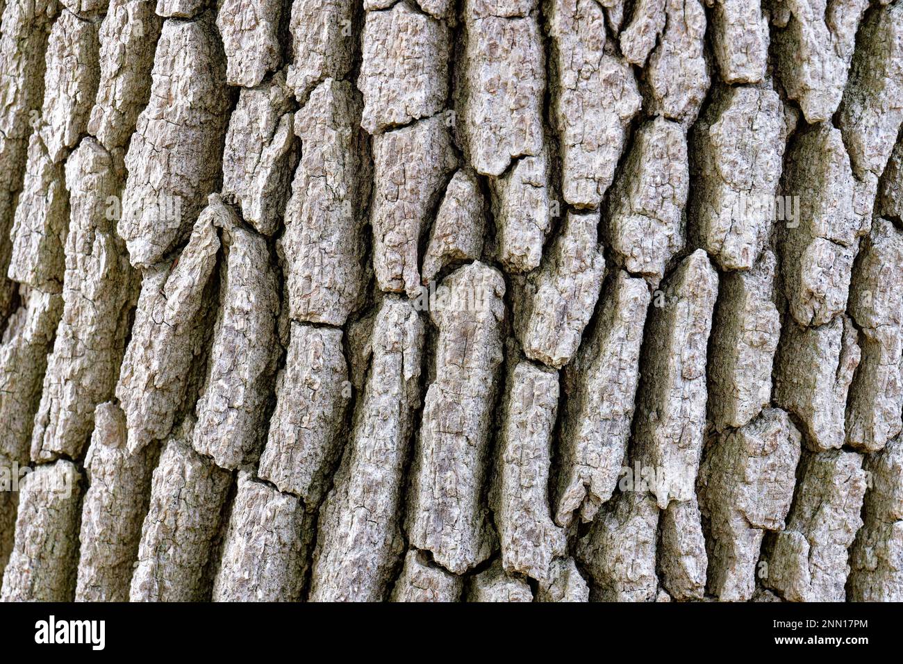 A close-up shot of a tree bark in a forest - great for wallpapers and ...