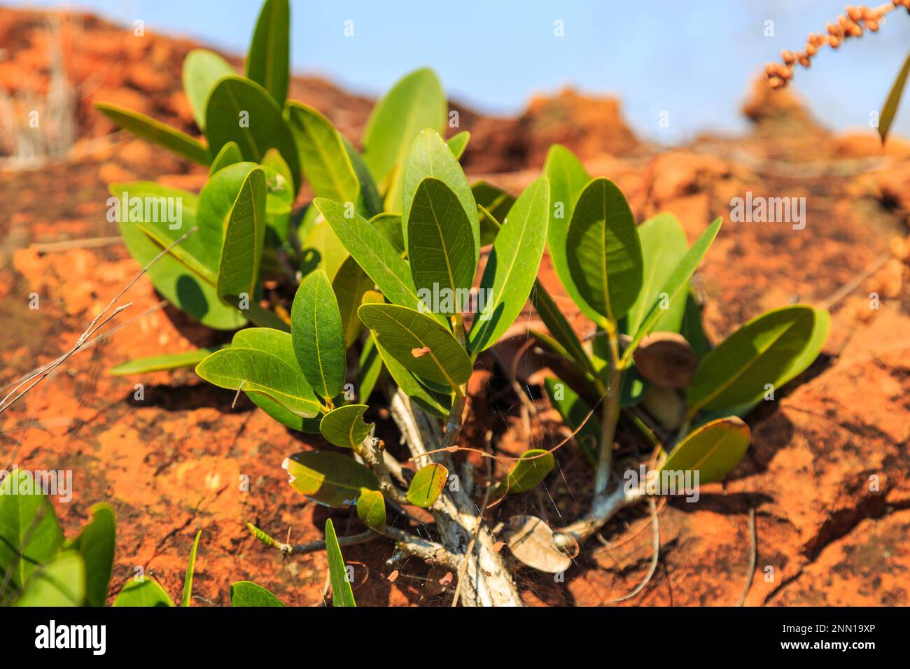 Desert wasteland green africa flora hi-res stock photography and images ...