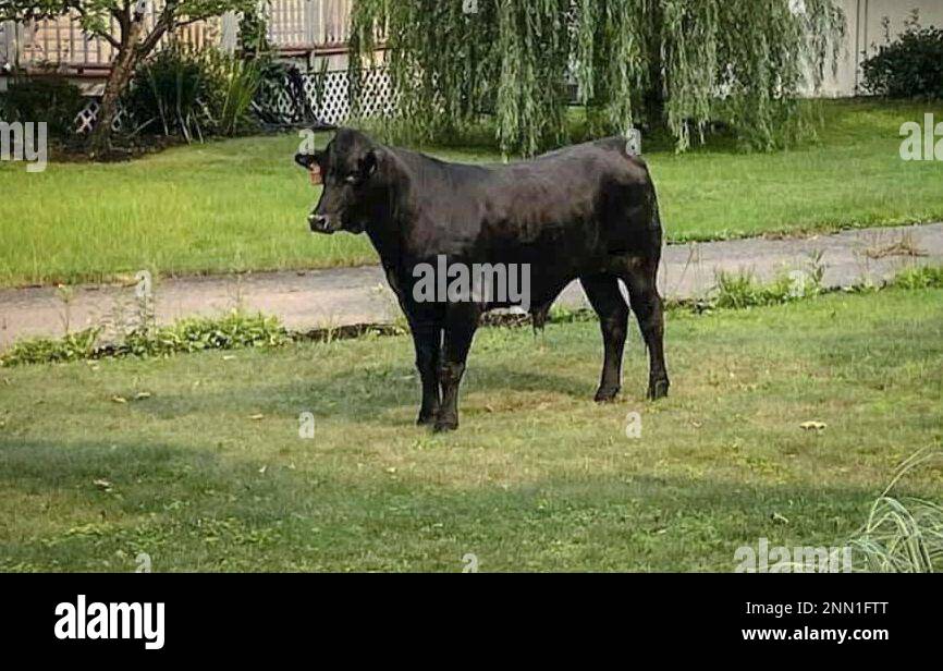 This photo provided by Suffolk County Police Department, Friday July 23 ...