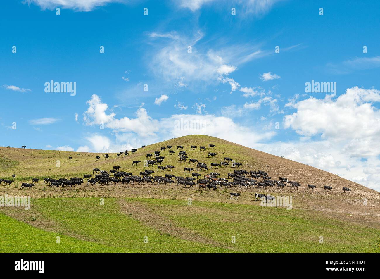 Herd of cattle in Central Otago on South Island in New Zealand. There ...