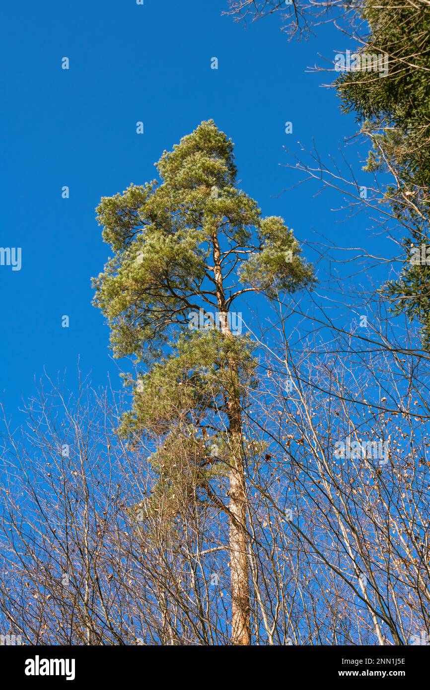 Tall pine tree reaching hi-res stock photography and images - Alamy