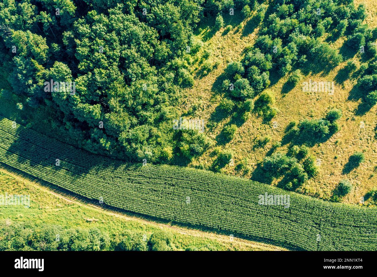 Aerial view of cultivated field and forest in summer. Rural landscape ...