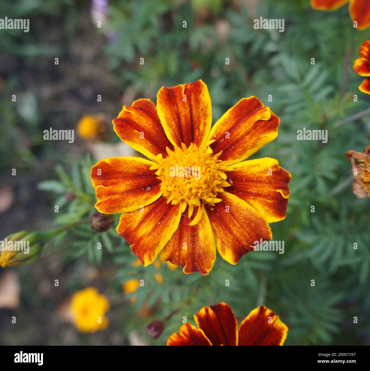 One red and orange French Marigold flower Stock Photo - Alamy