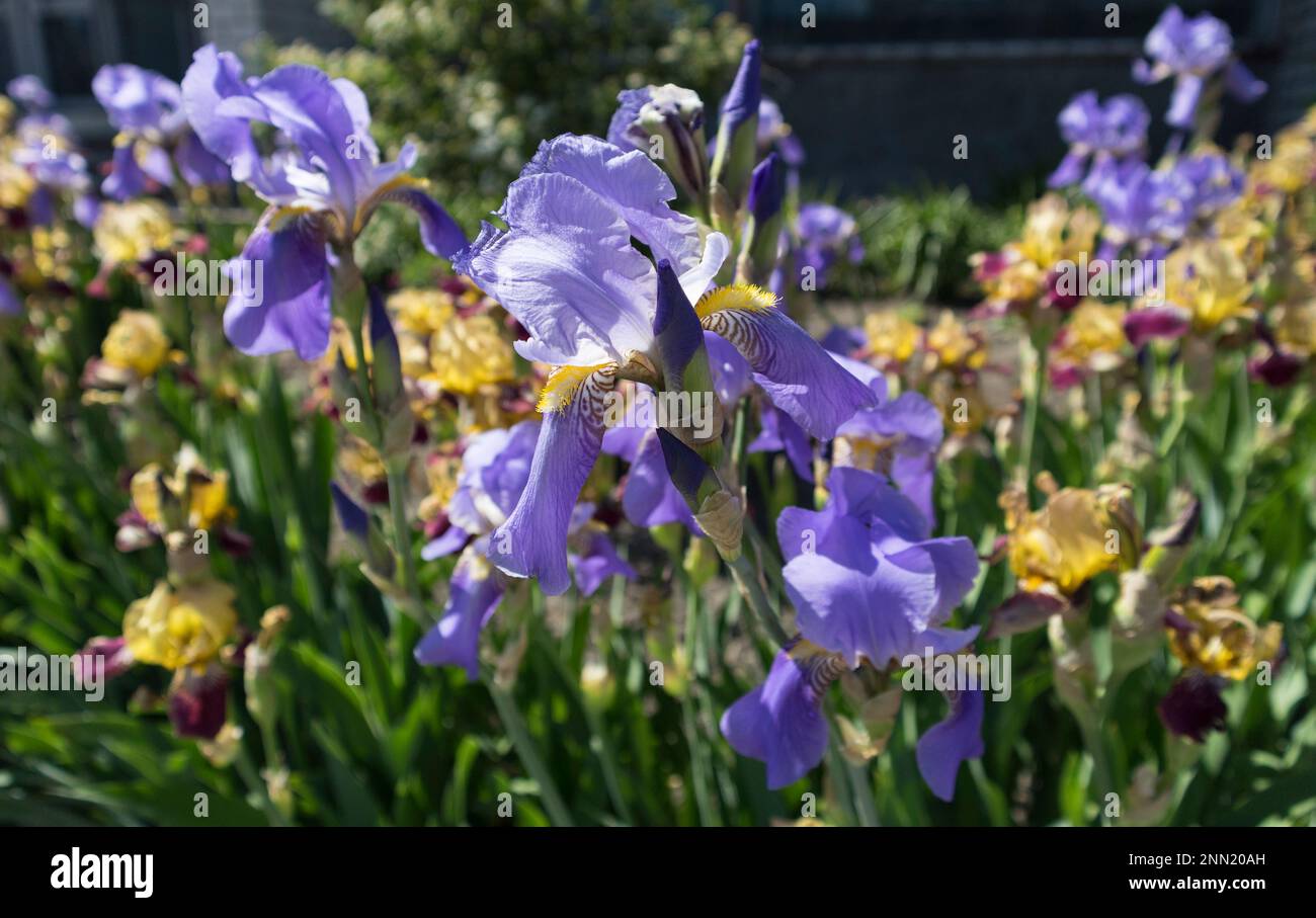 Iris germanica violet flowers and buds Stock Photo - Alamy