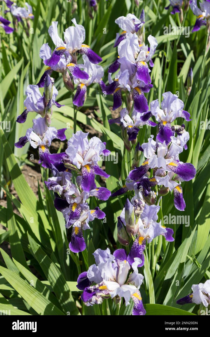 Iris germanica Royal Storm white and violet flowers Stock Photo - Alamy