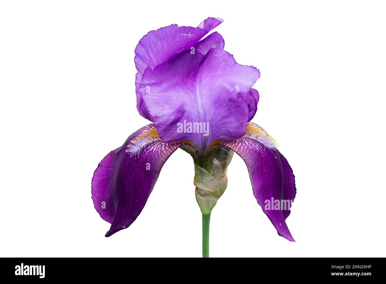 One iris germanica violet flower isolated on white Stock Photo - Alamy