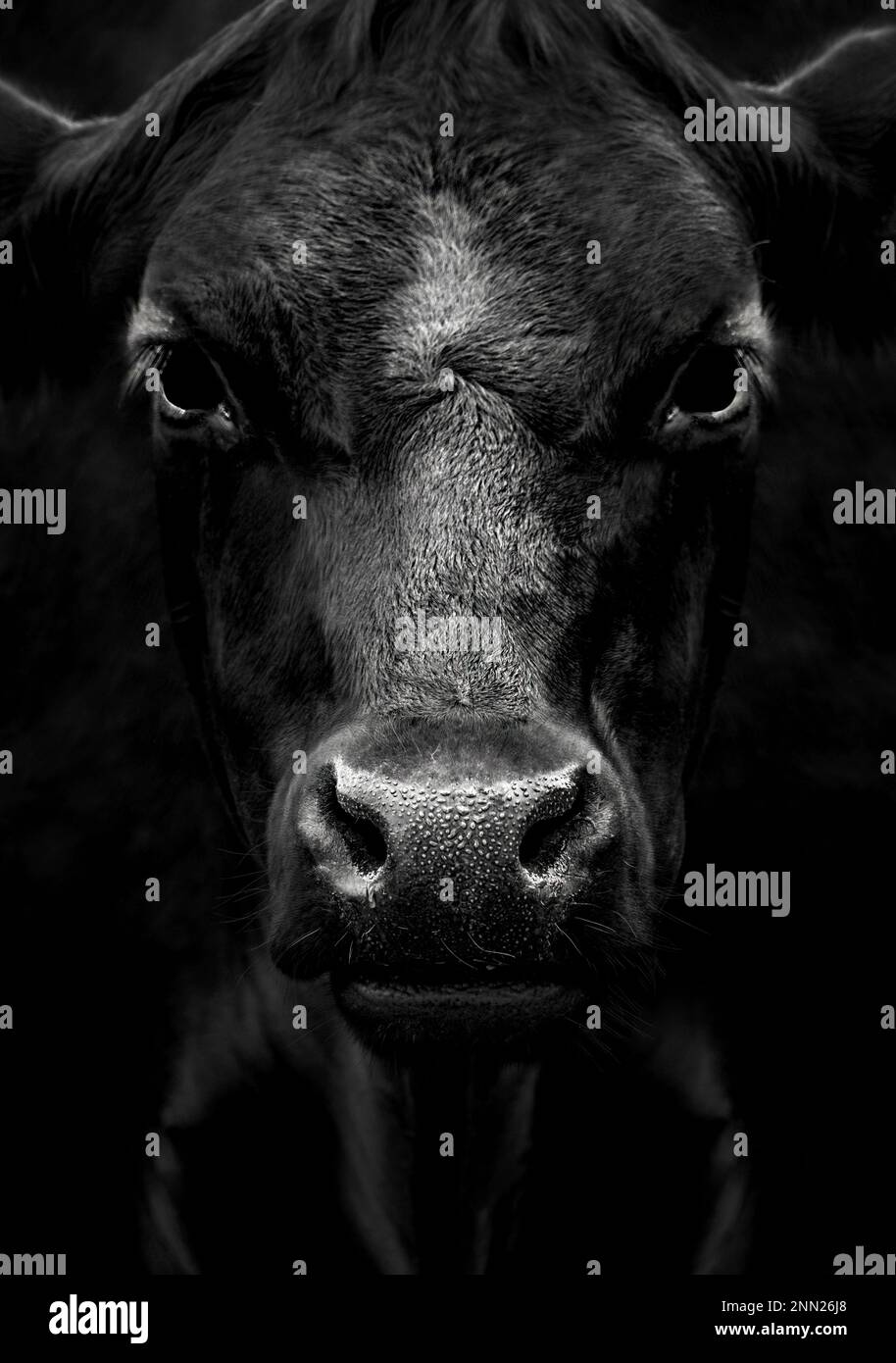 Vertical shot white bovine hi-res stock photography and images - Alamy