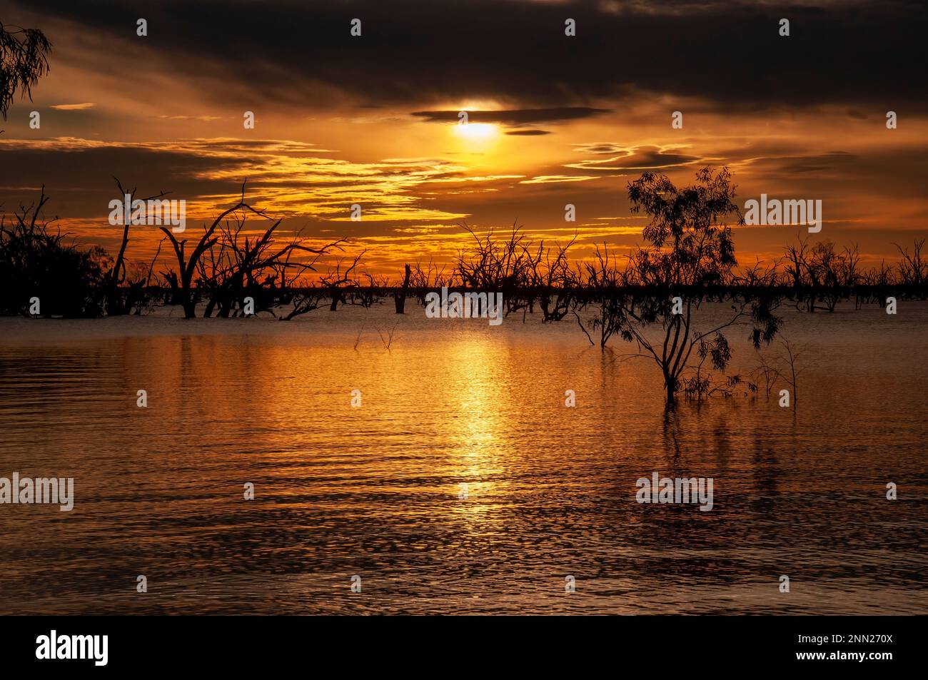 Menindee Australia, sunset of lake with submerged trees Stock Photo - Alamy