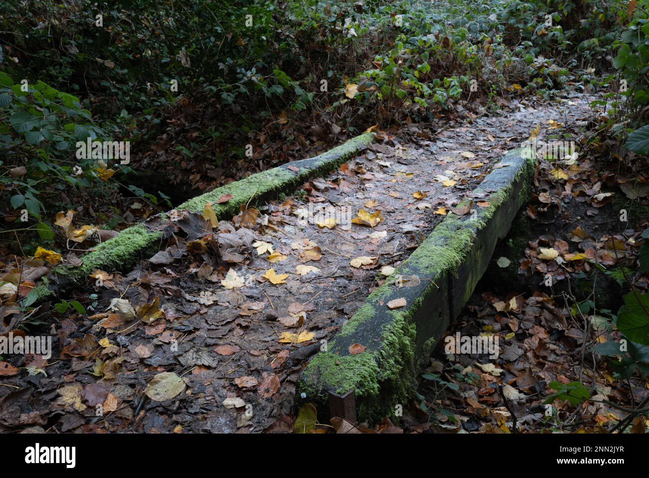 Very old and historical stone bridge seen deep in an English woodland ...
