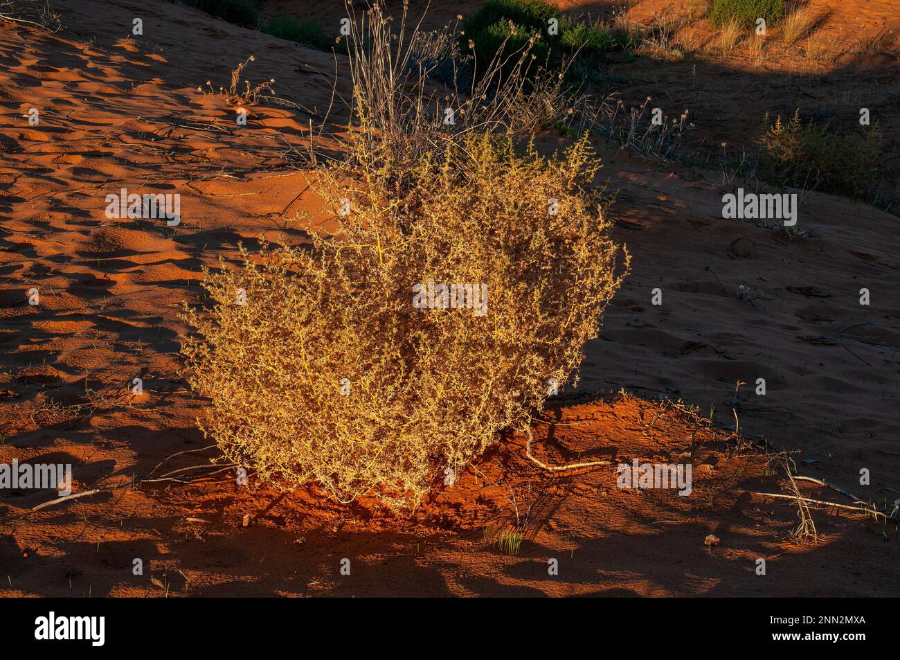 Tumbleweed australia hi-res stock photography and images - Alamy