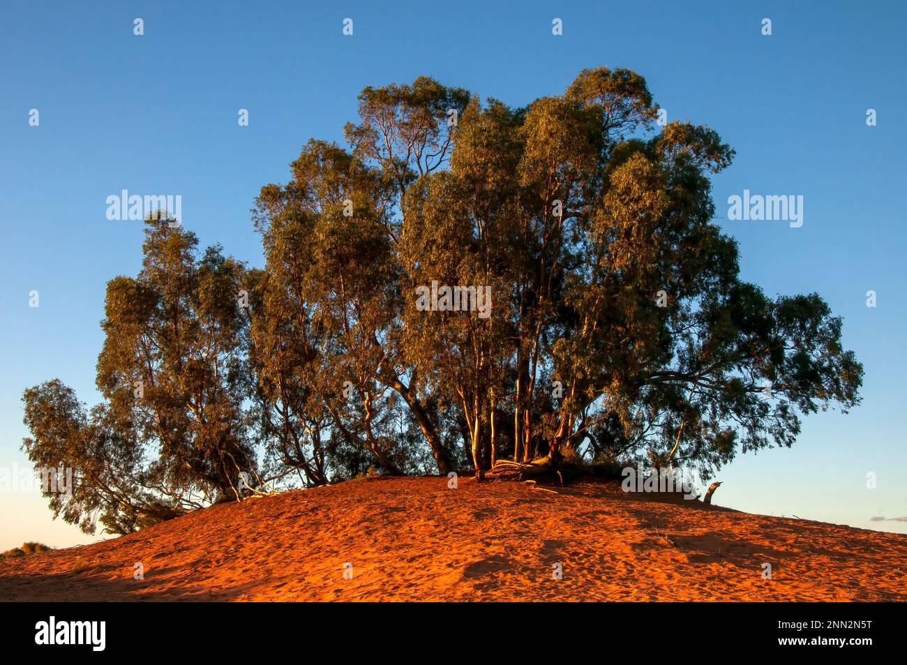 Wentworth Australia, stand of eucalyptus trees on sand dune at dusk ...