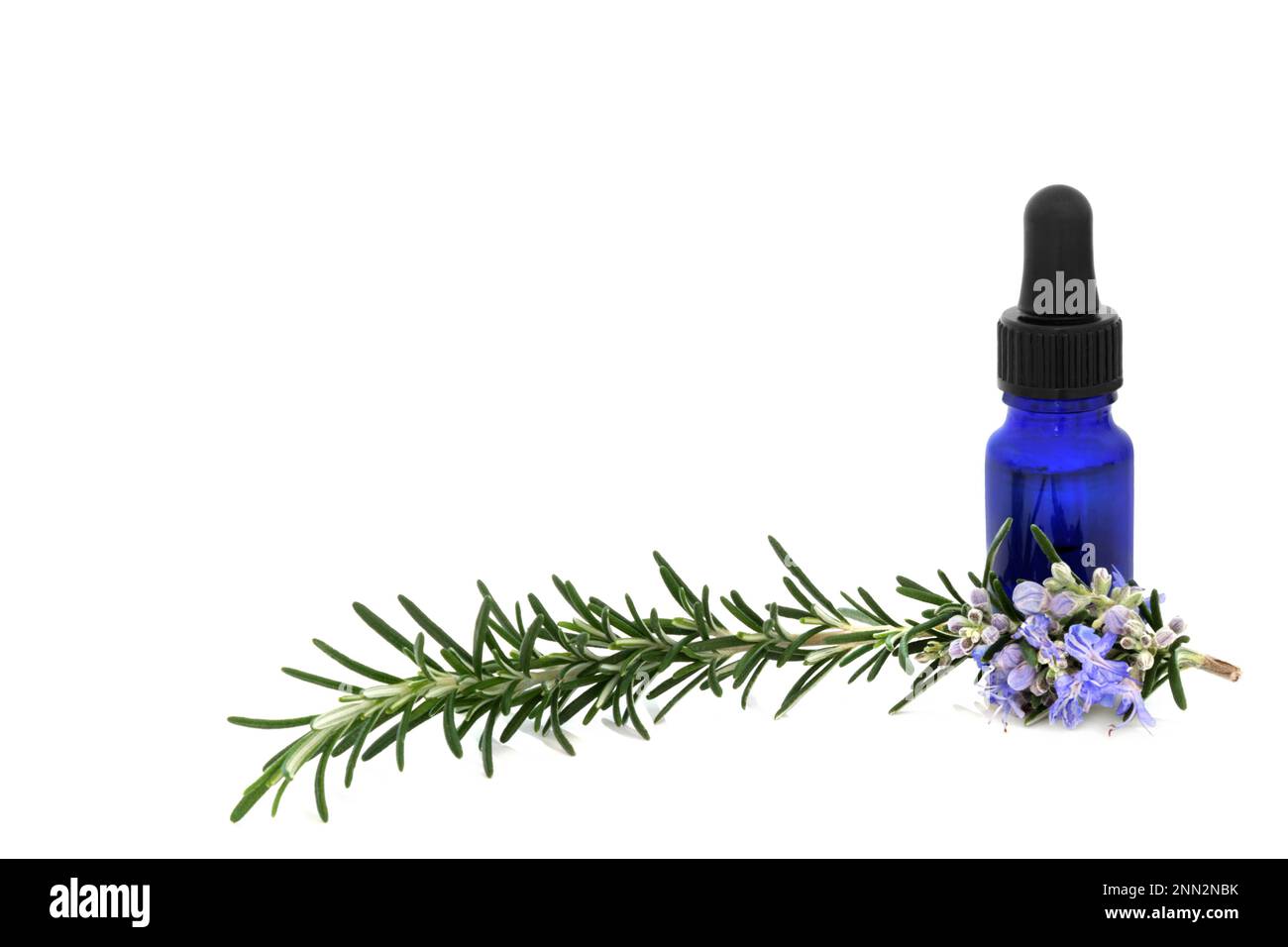 Rosemary herb herbal plant medicine and food seasoning with ...