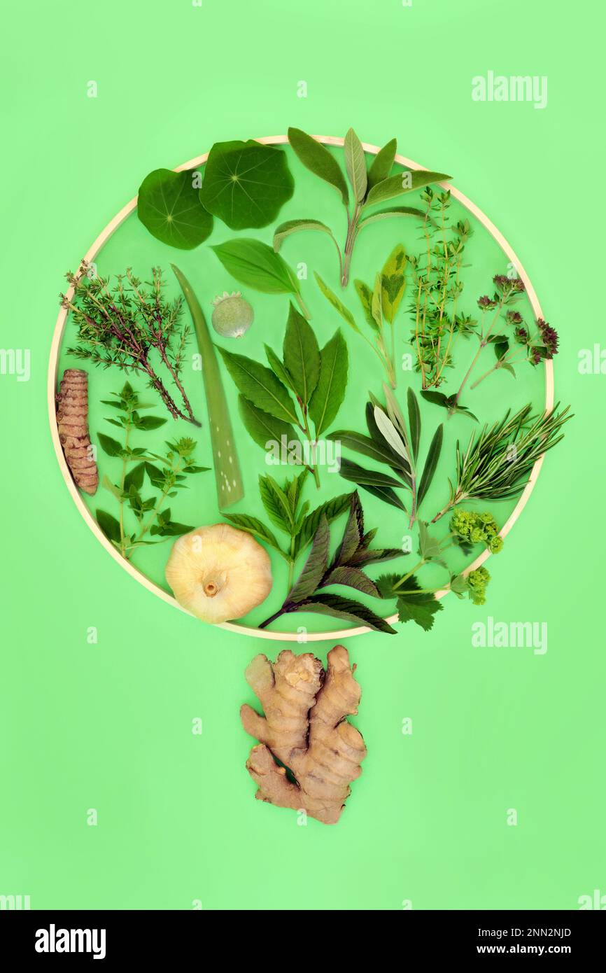 Abstract herb leaf and spice tree concept shape. Surreal health food ...