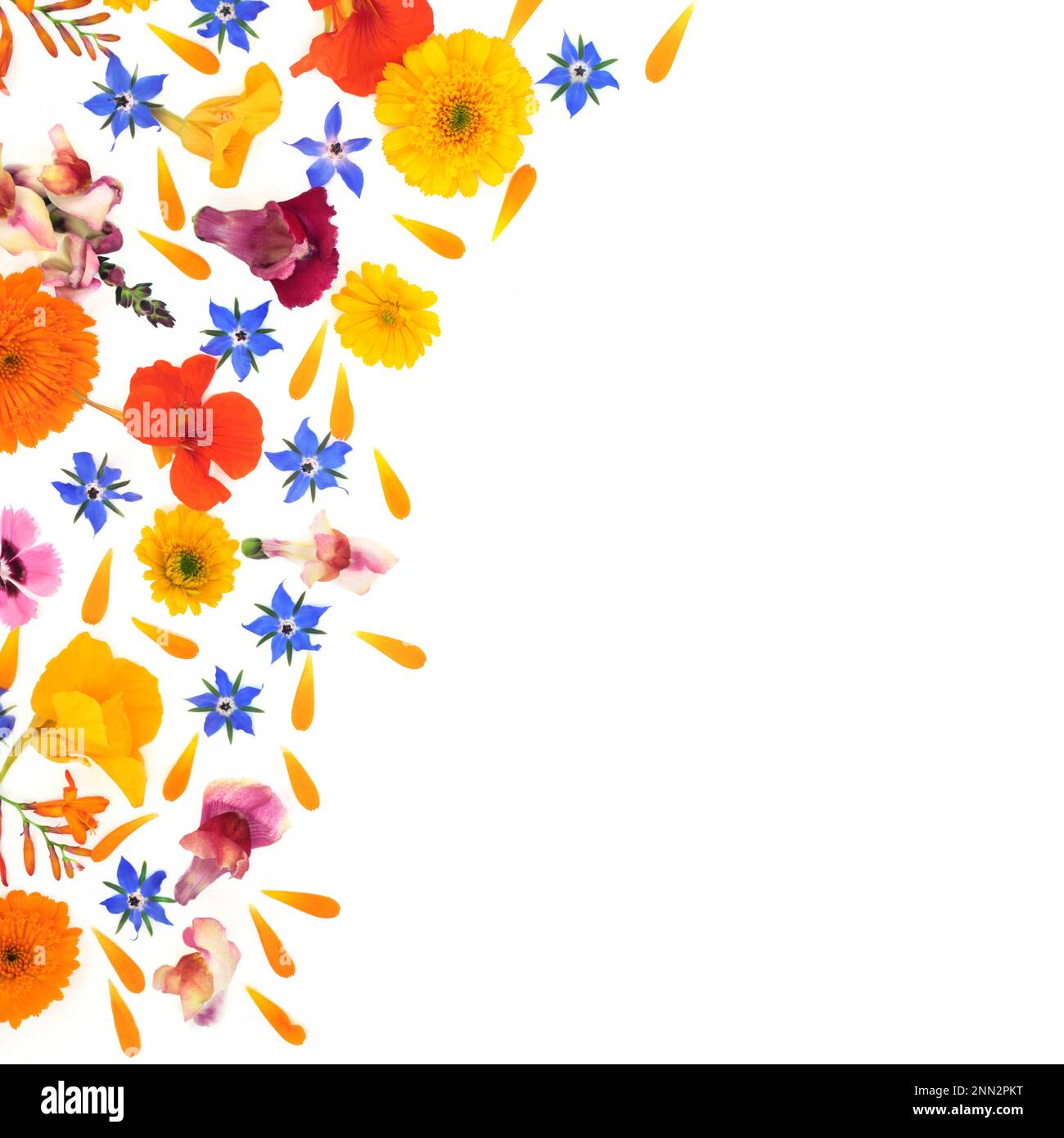 Medicinal summer flowers abstract background border. Flora used in ...