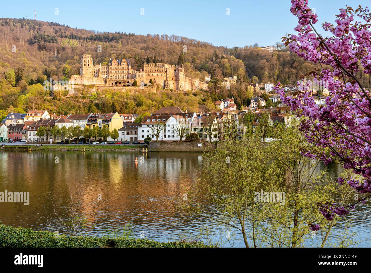 The Old Town of Heidelberg with the castle and river Neckar in spring ...