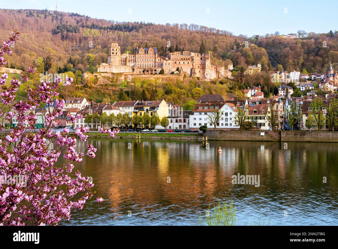 The Old Town of Heidelberg with the castle and river Neckar in spring ...