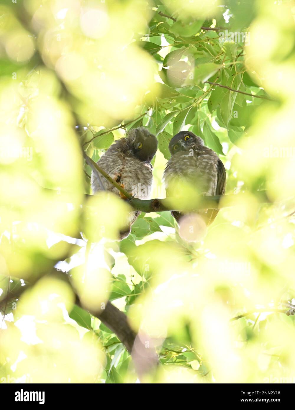 Baby birds of northern boobook (Ninox japonica) are seen in ...