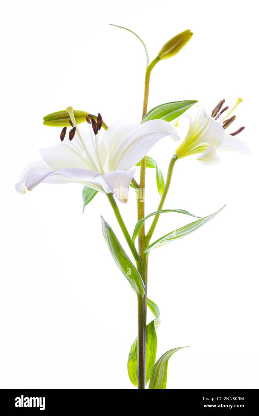 Close detail of pink and White Stargazer lilies.Taken With A Black ...