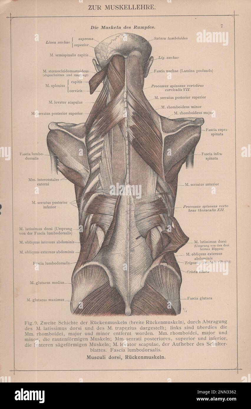 Anatomischer Atlas : für Studierende und Ärzte by Toldt, Carl, (1840 ...
