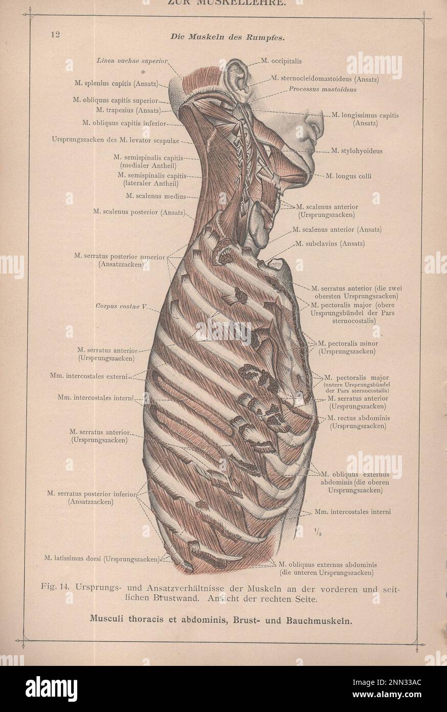 Anatomischer Atlas : für Studierende und Ärzte by Toldt, Carl, (1840 ...