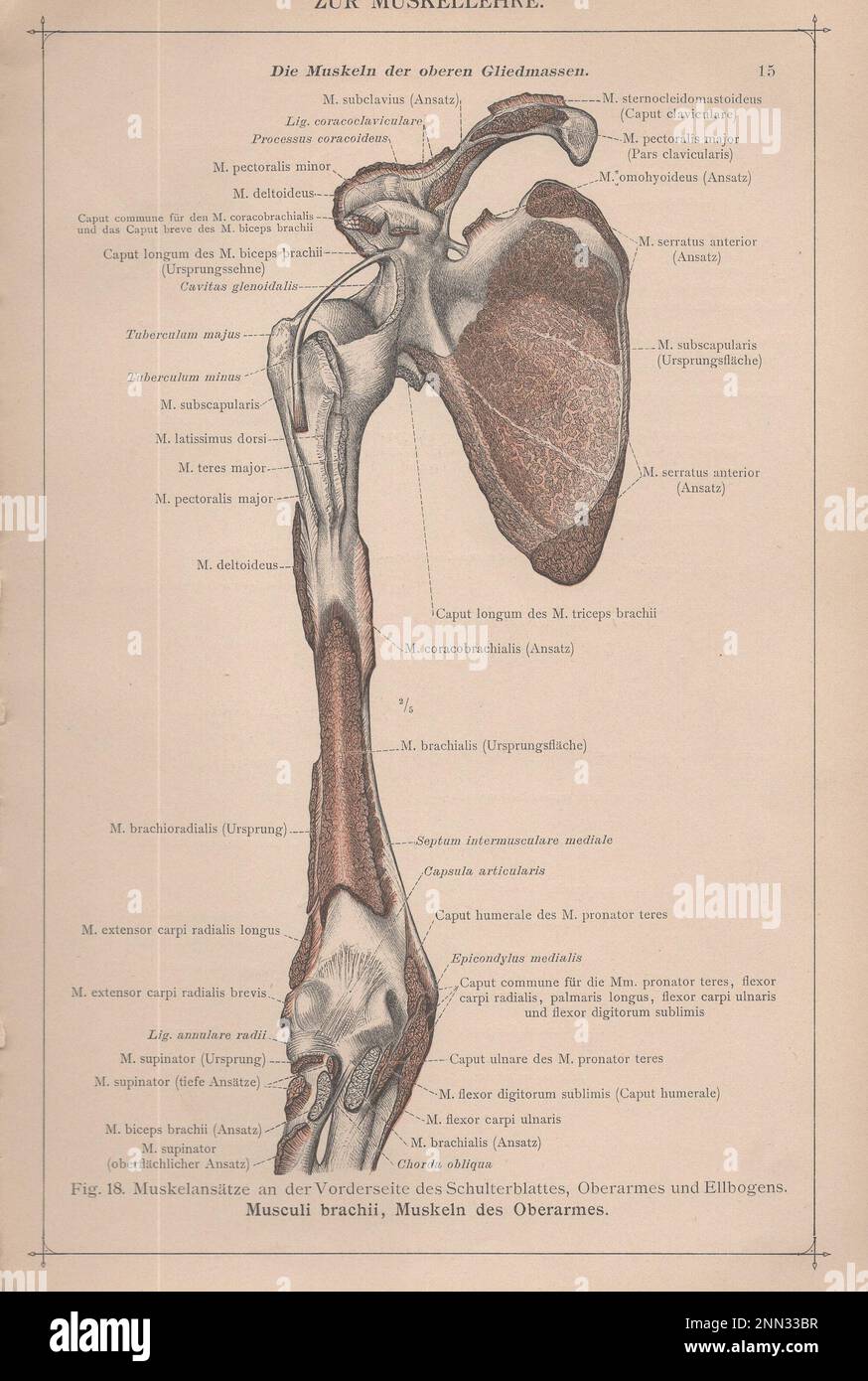 Anatomischer Atlas : für Studierende und Ärzte by Toldt, Carl, (1840 ...