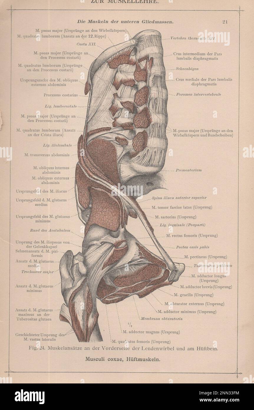 Anatomischer Atlas : für Studierende und Ärzte by Toldt, Carl, (1840 ...