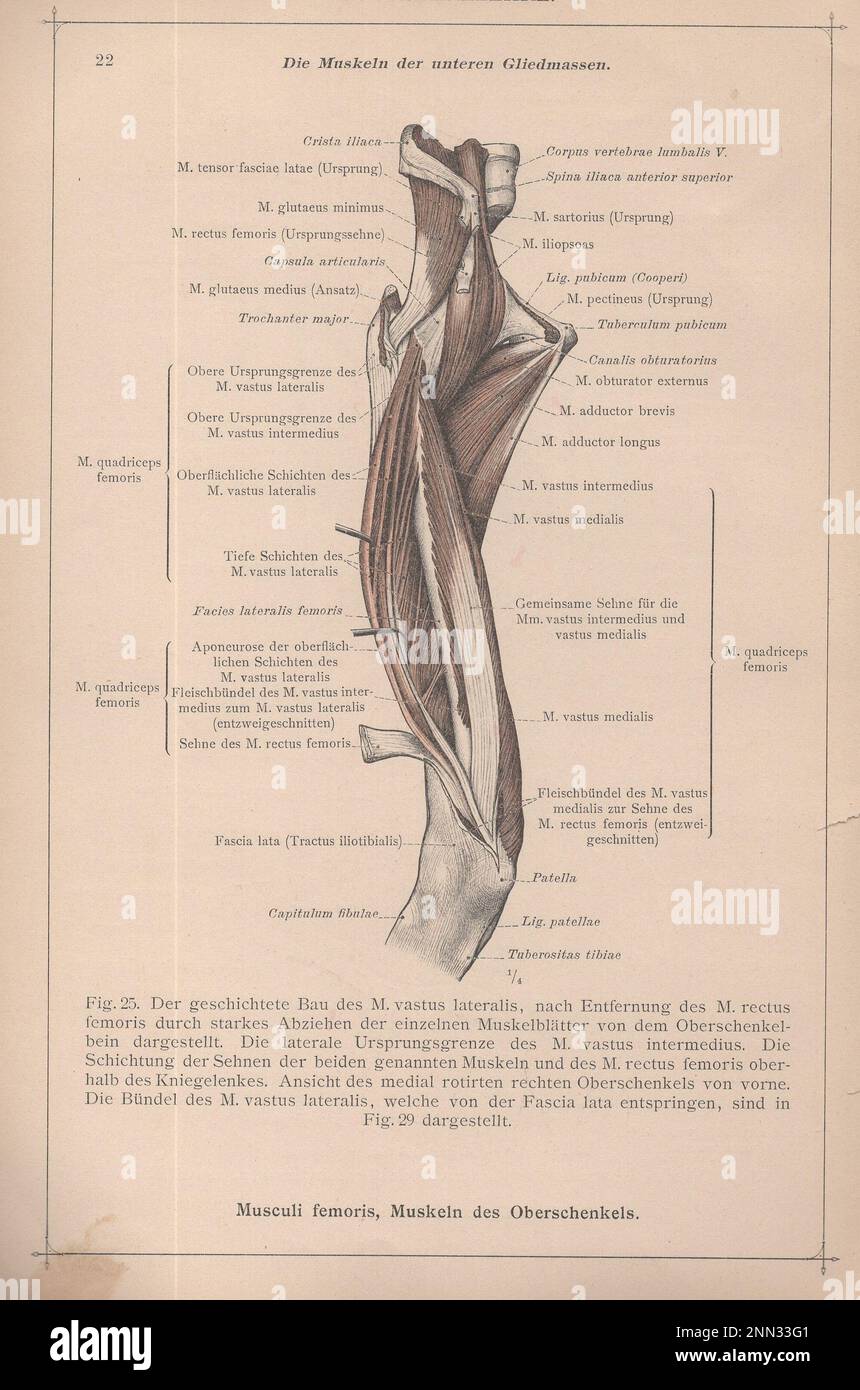 Anatomischer Atlas : für Studierende und Ärzte by Toldt, Carl, (1840 ...