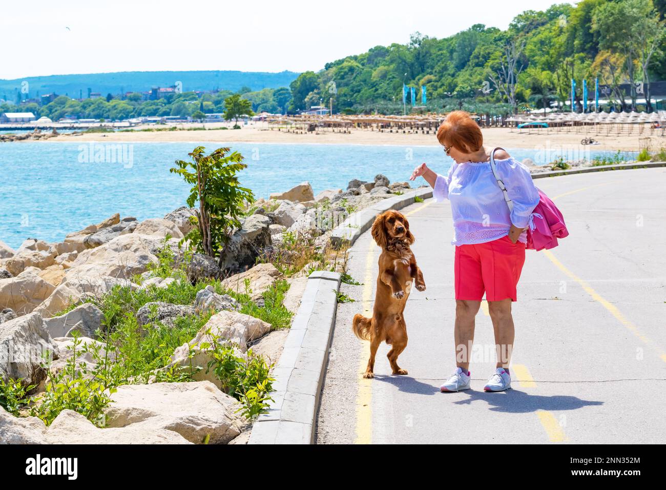 Senior elegant 73 years old lady having fun with her cocker spaniel ...