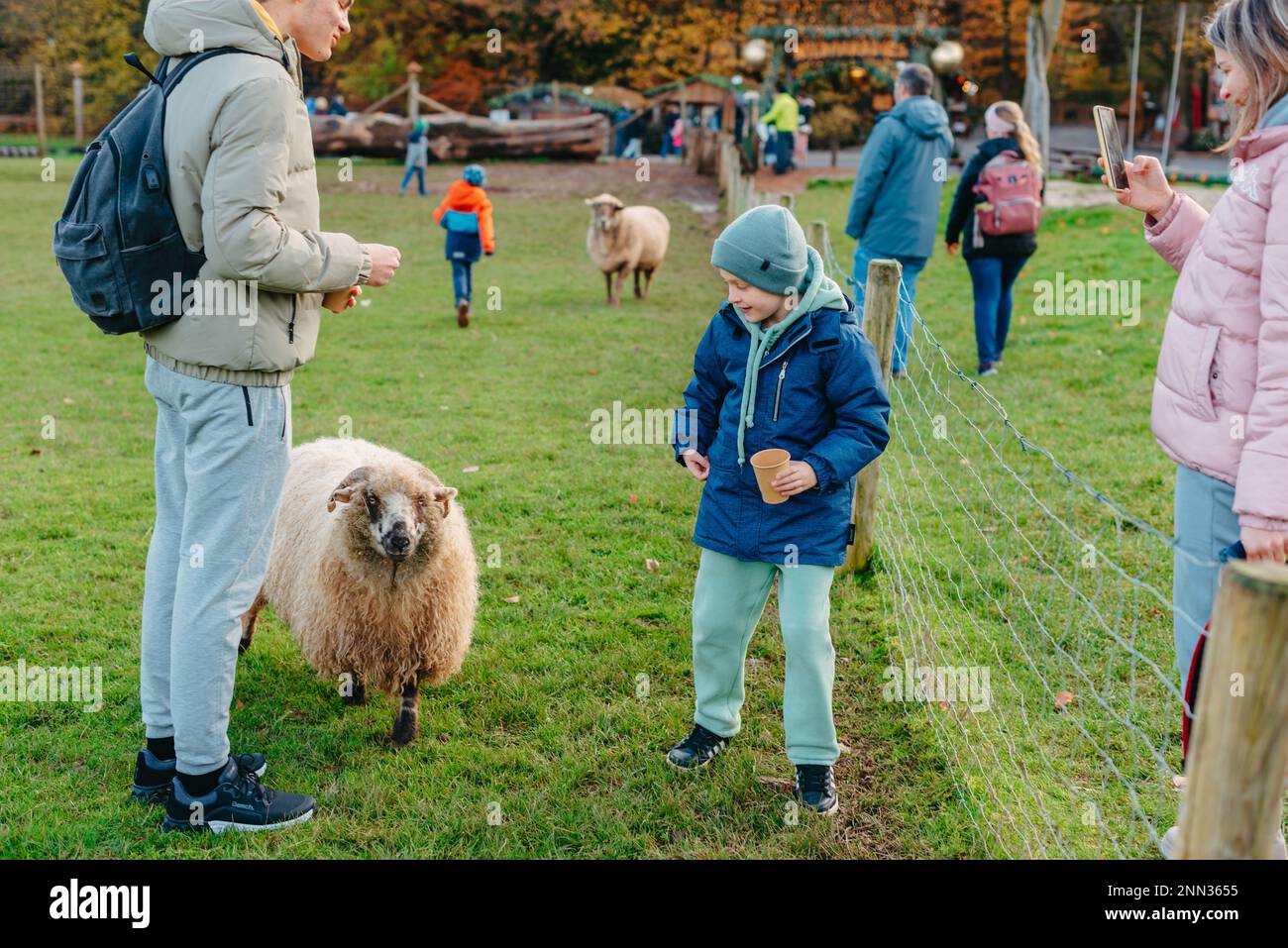 Little caucasian boy feeding ram in a farm. Ram eating grains of cereal ...