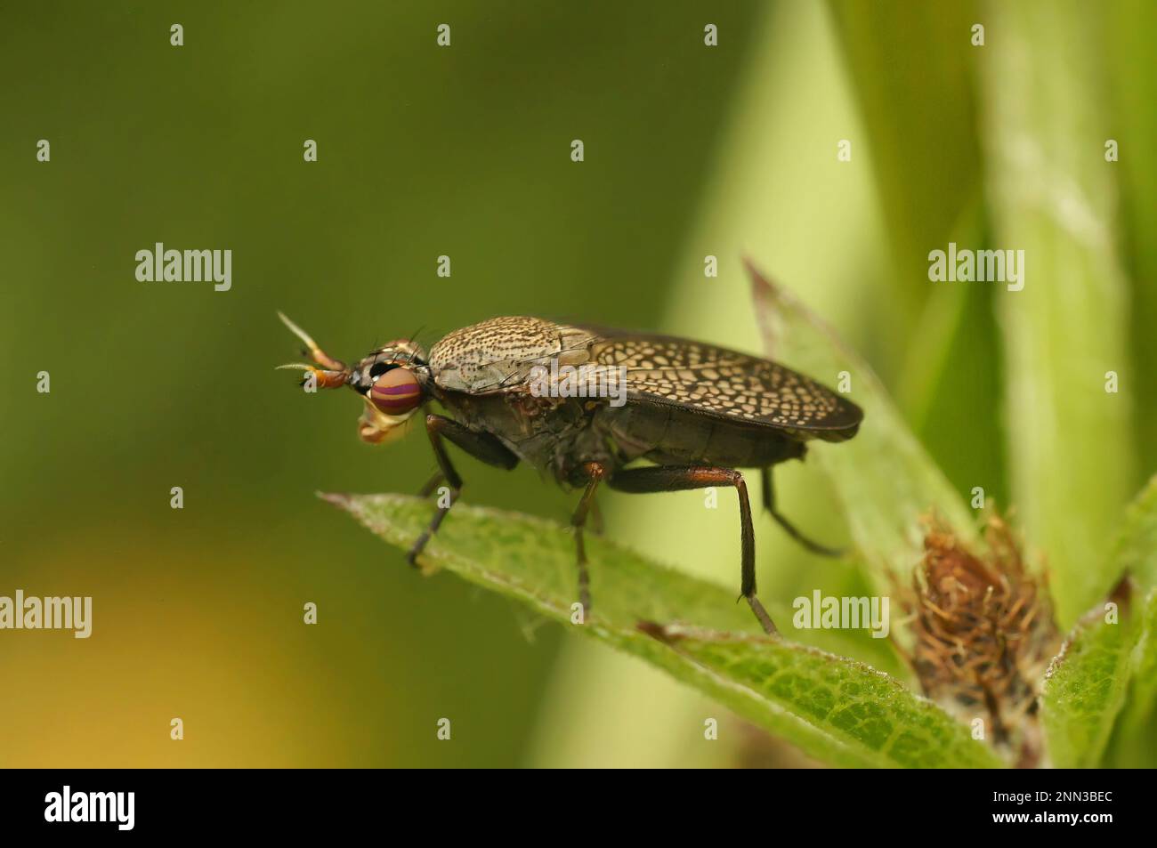 Natural closeup on a black winged snail killing fly, Coremacera ...