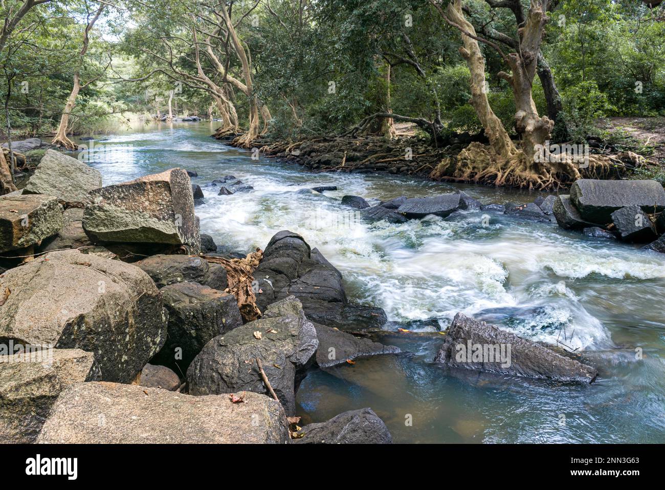 A serene jungle landscape featuring a small river winding through rocks ...