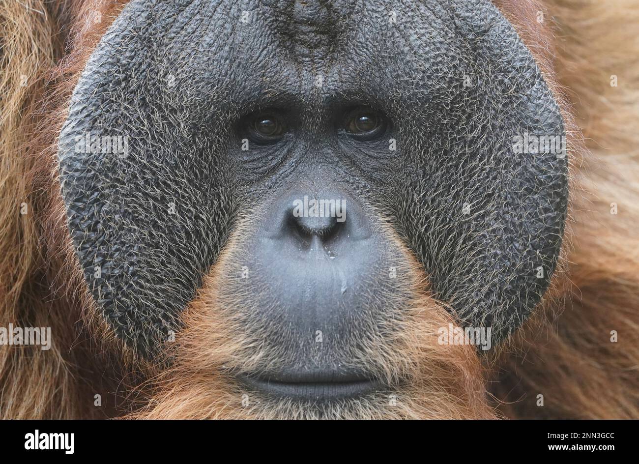 Male orangutan Tuan stands in the orangutan house at Hagenbeck Zoo in ...