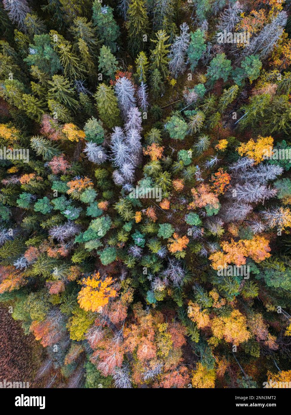 A top view of a vibrant autumnal scene depicted with the colorful trees ...