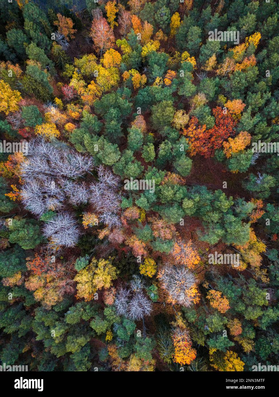 A top view of a vibrant autumnal scene depicted with the colorful trees ...