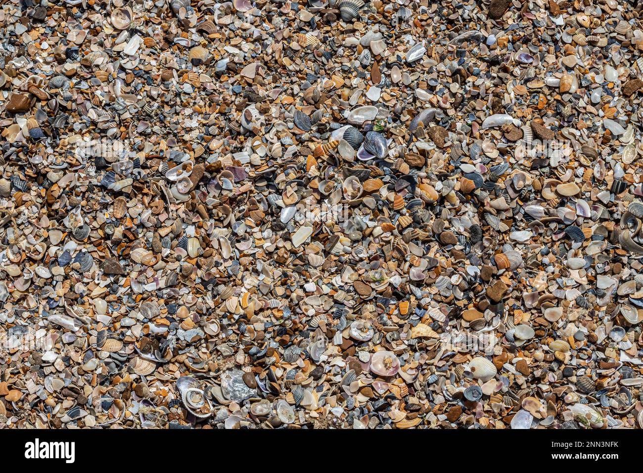 Sea shells on sand. Summer beach background. Top view Stock Photo - Alamy