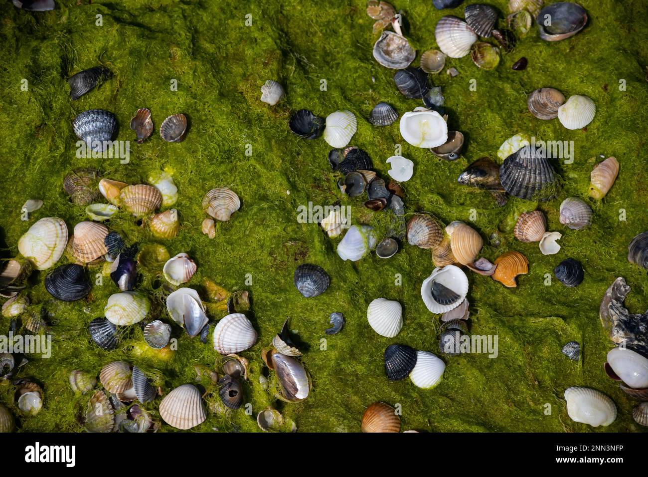 Sea shells on sand. Summer beach background. Top view Stock Photo - Alamy