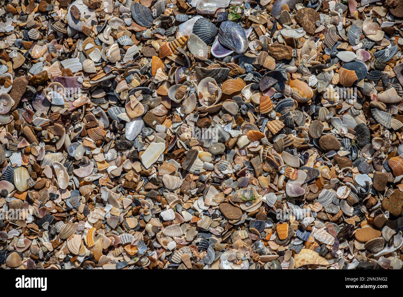 Sea shells on sand. Summer beach background. Top view Stock Photo - Alamy