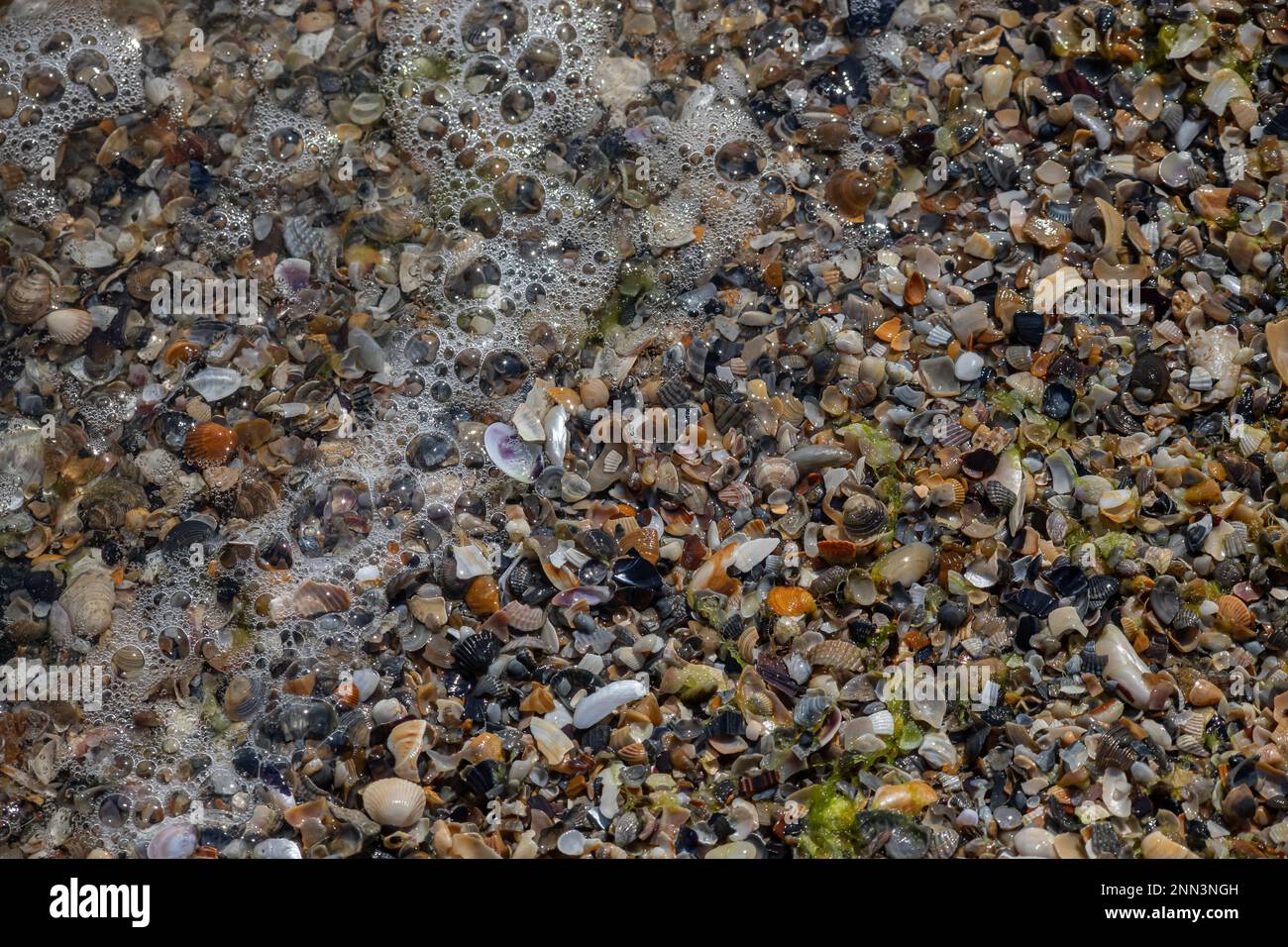 Sea shells on sand. Summer beach background. Top view Stock Photo - Alamy