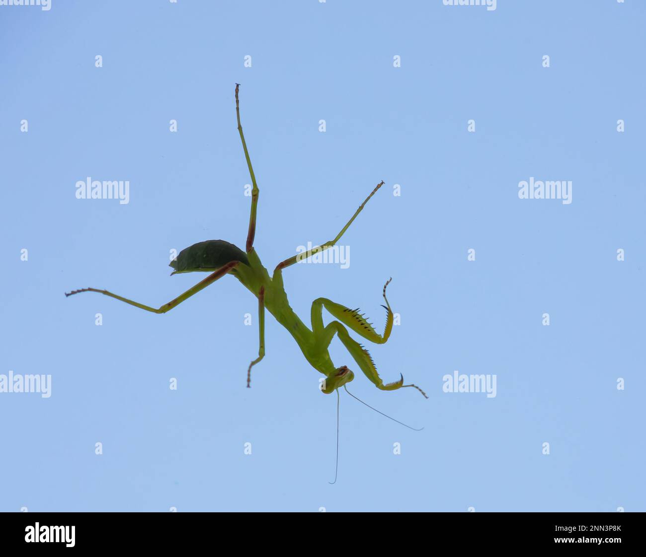One green mantis hi-res stock photography and images - Alamy