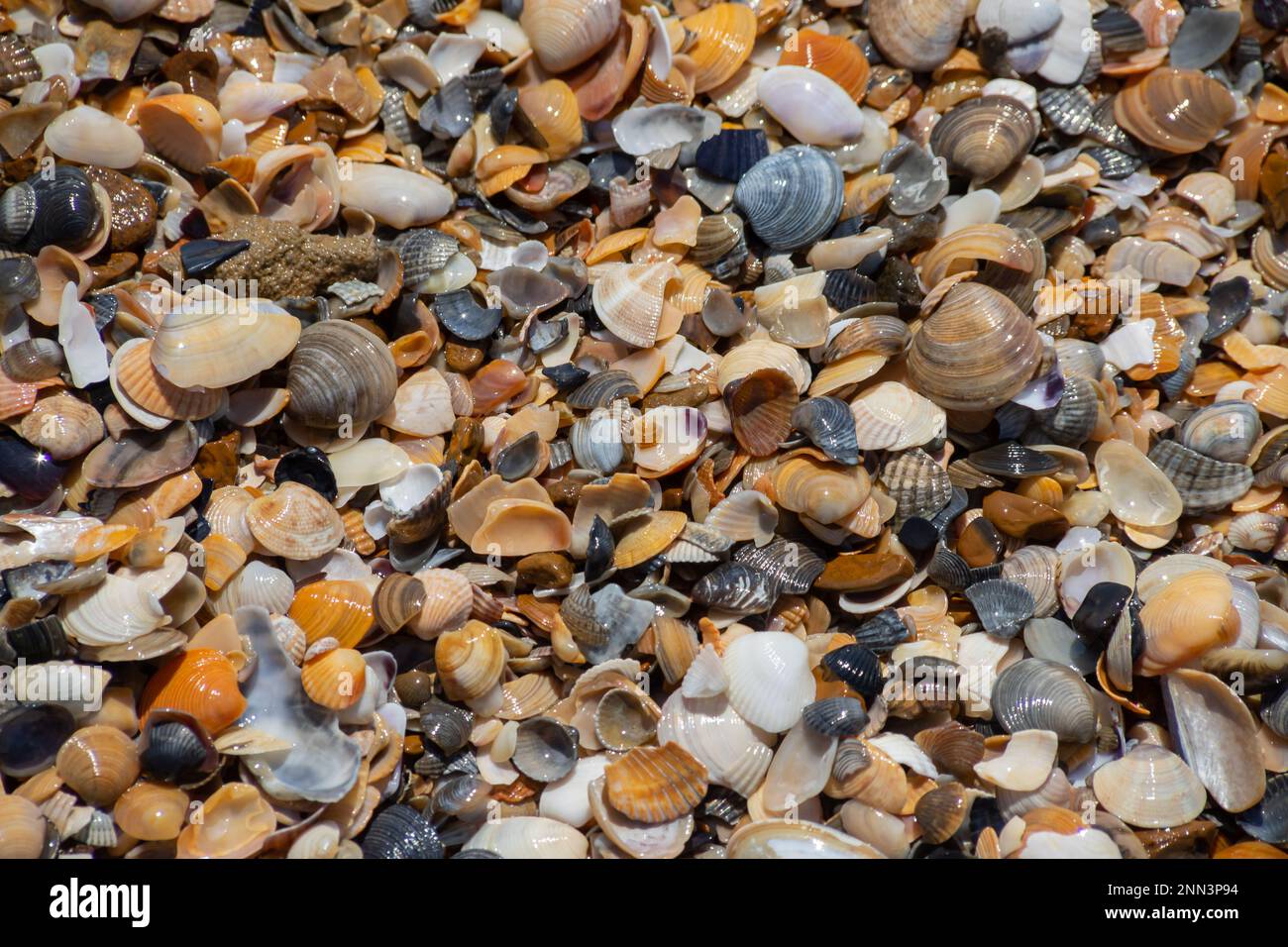 Sea shells on sand. Summer beach background. Top view Stock Photo - Alamy
