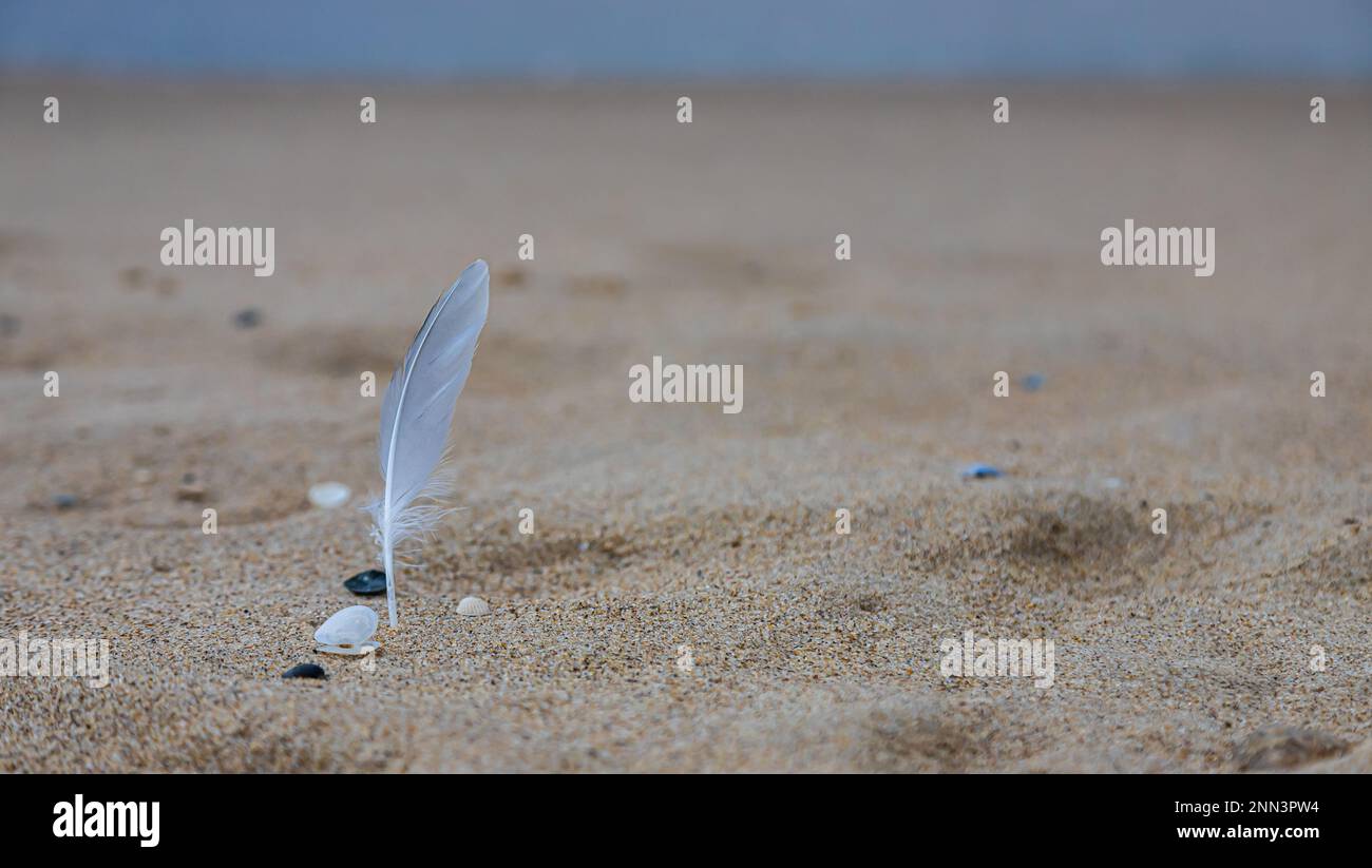 Sand texture. Copy space. Top view. Flat lay. Feather of a bird on wet ...